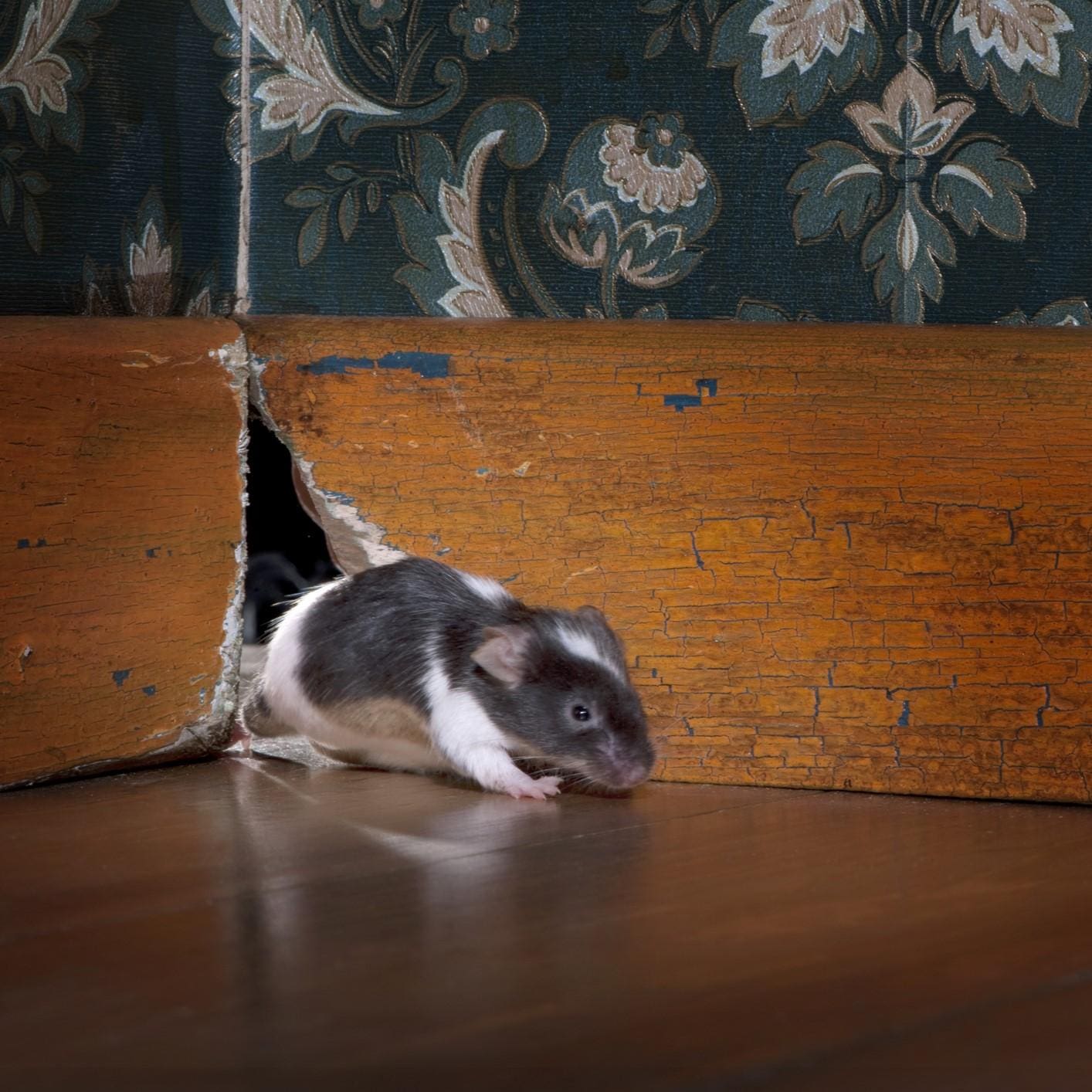 The ONLY Strategy Proven to Beat Mice Every Time!