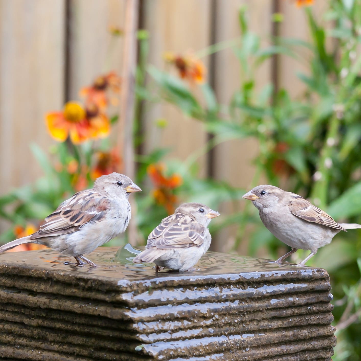The One Bird You Never Want To See in Your Yard