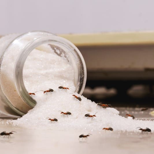 This Item in Your Pantry Could Be Attracting Ants