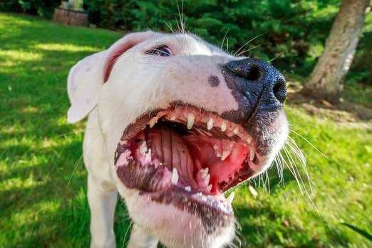 Top 7 Dog Breeds Known for Biting Humans