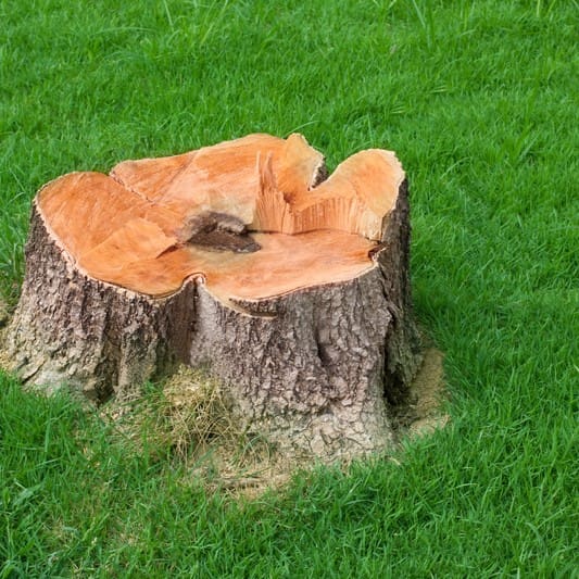 There Are A Million Ways To Repurpose A Tree Stump In Your Yard