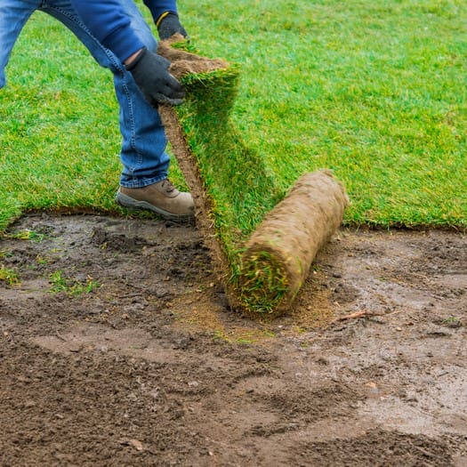 This Is Arguably The Worst Grass To Plant For Your Lawn