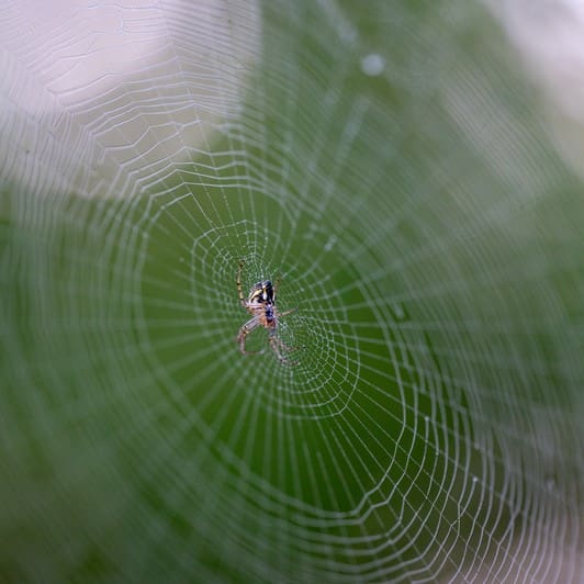 The Secret Trick to Keep Spiders Out of Your Home